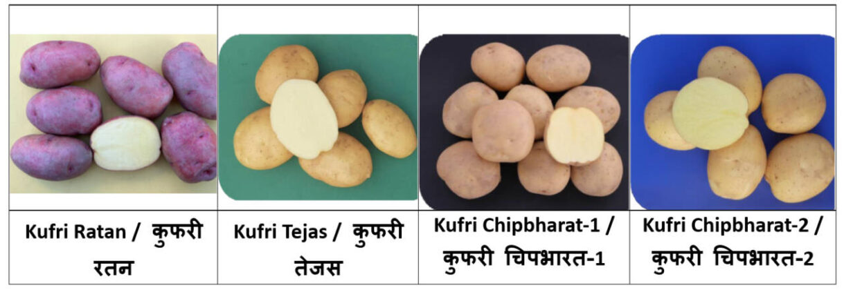 New High-Yielding Potato Varieties by ICAR-CPRI Notified for Nationwide ...
